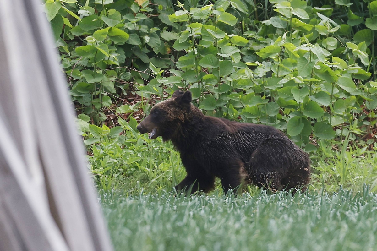 Japan to approve shooting of wild bears that wander into town | CVHD ...